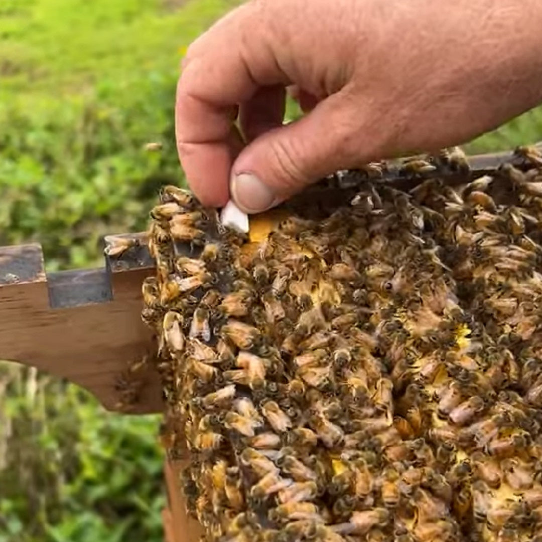 How do I split my hive in spring | Step by step video - Flow Hive US