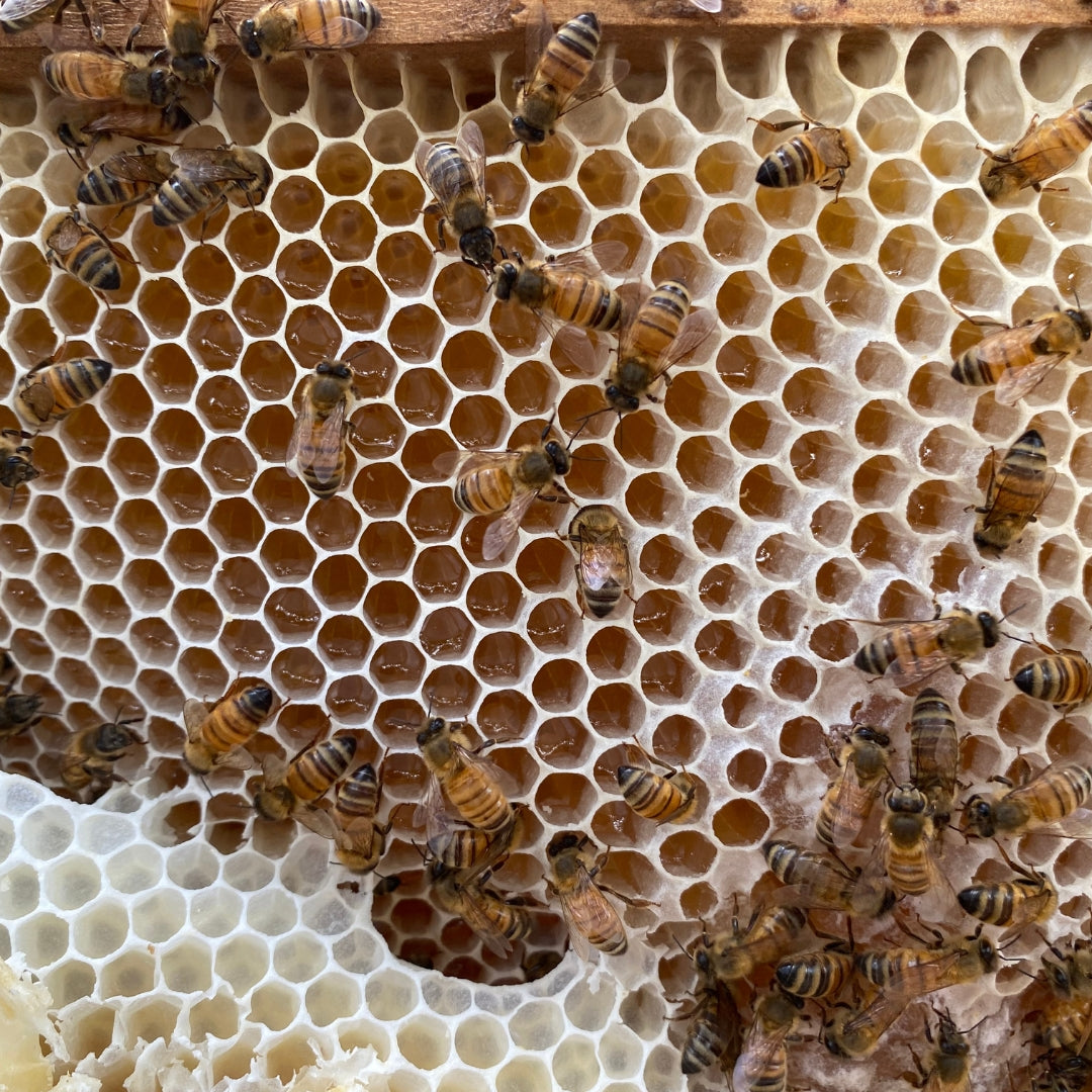 How do bees make honey? - Flow Hive US