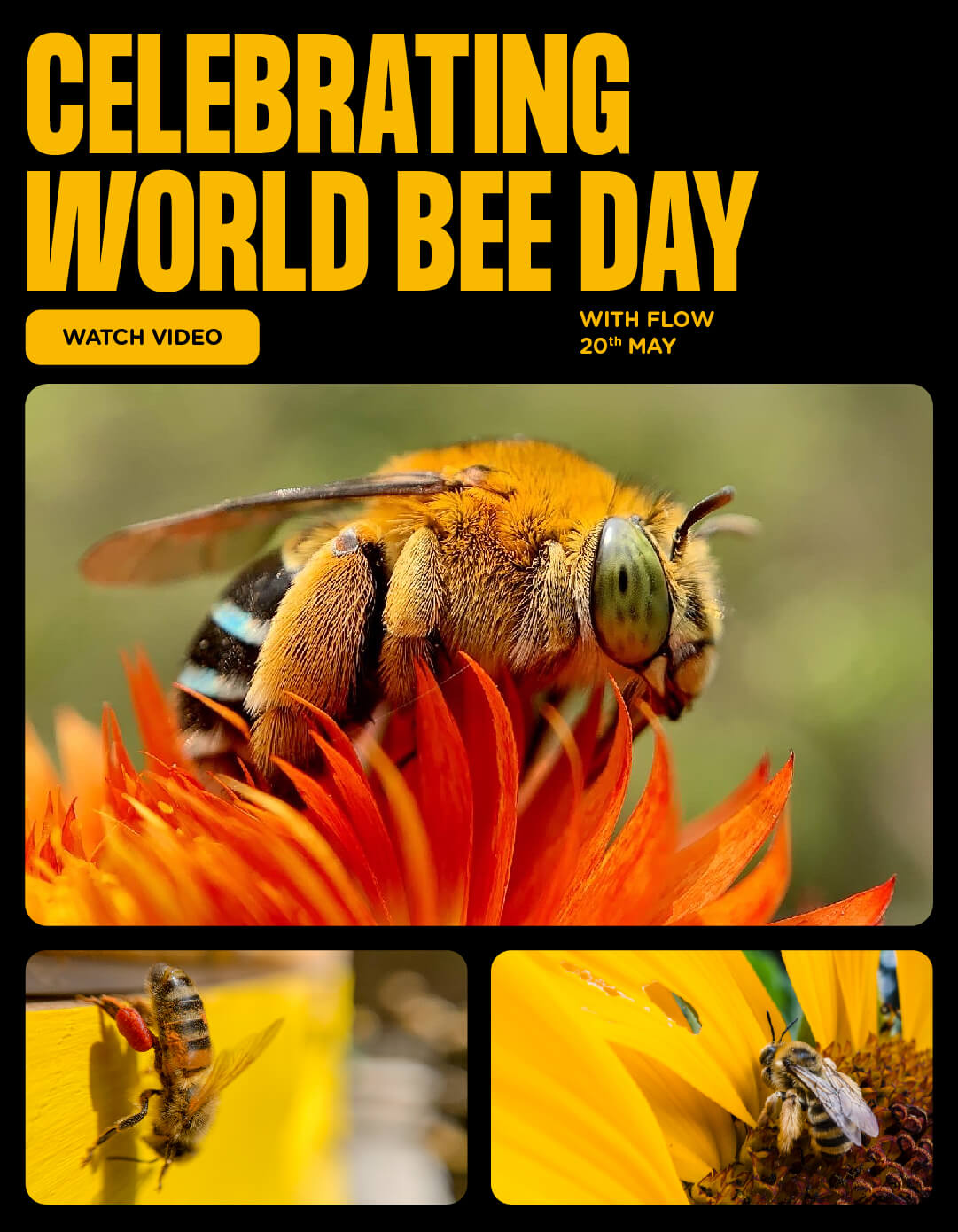 World Bee Day 2025 - Flow Hive US