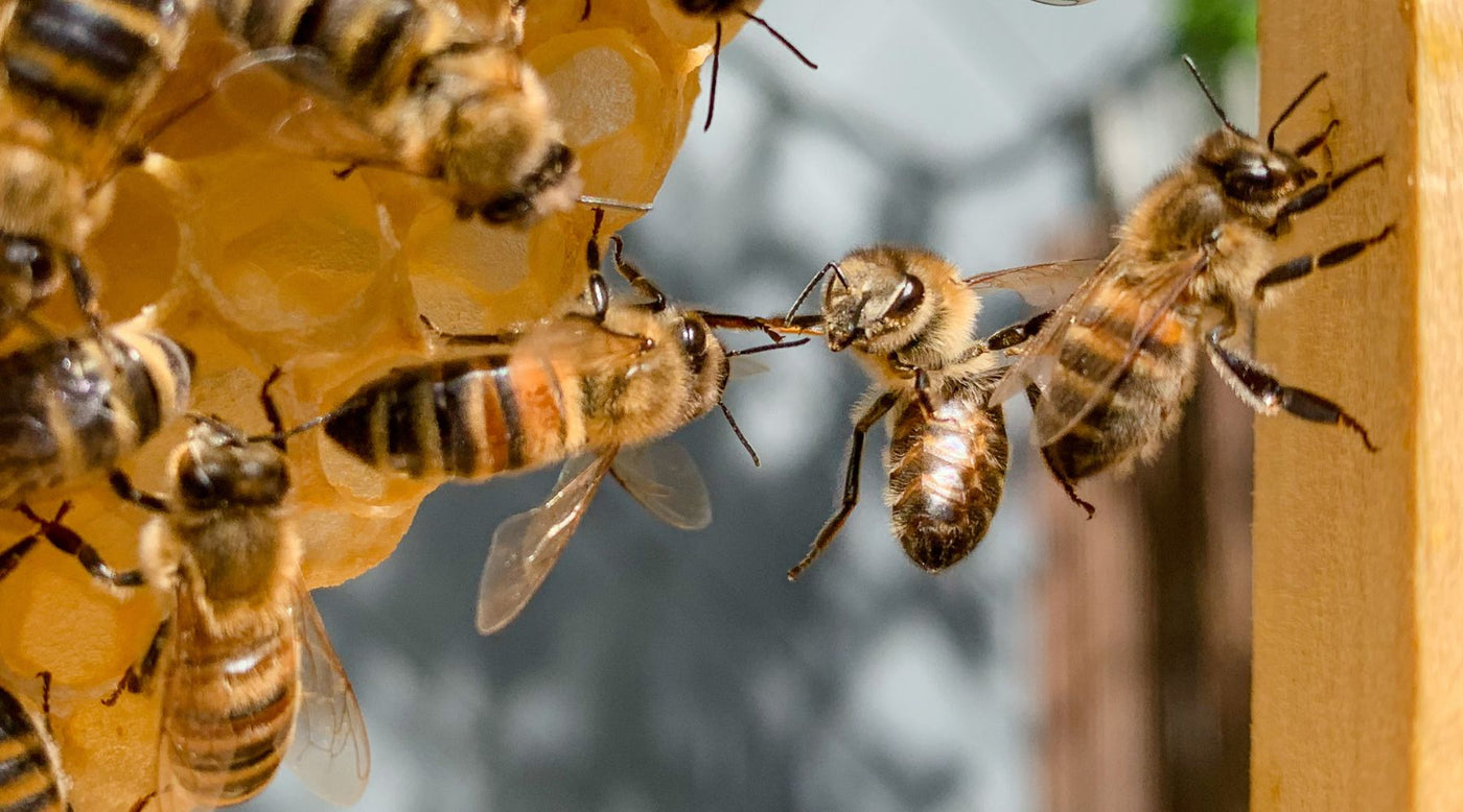 How to Help the Bees - Flow Hive US