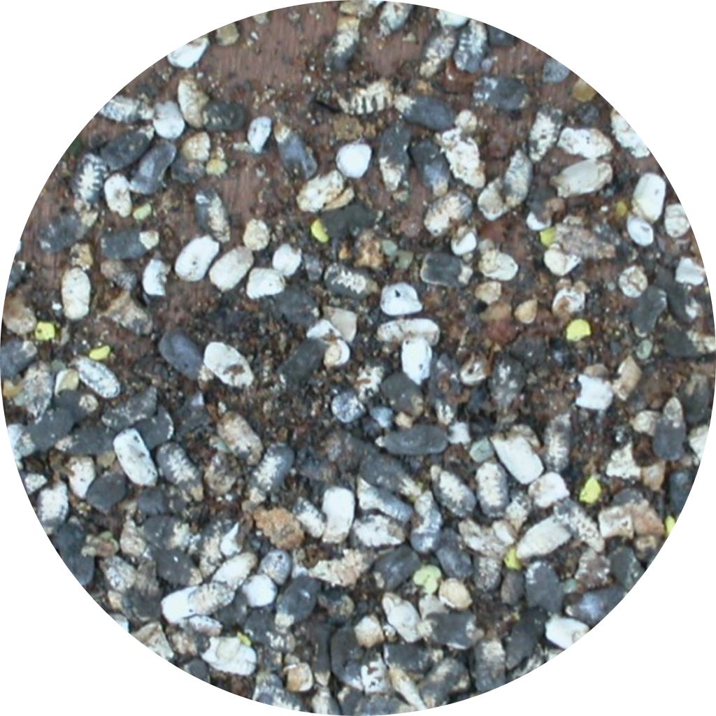 Chalkbrood - Flow Hive US