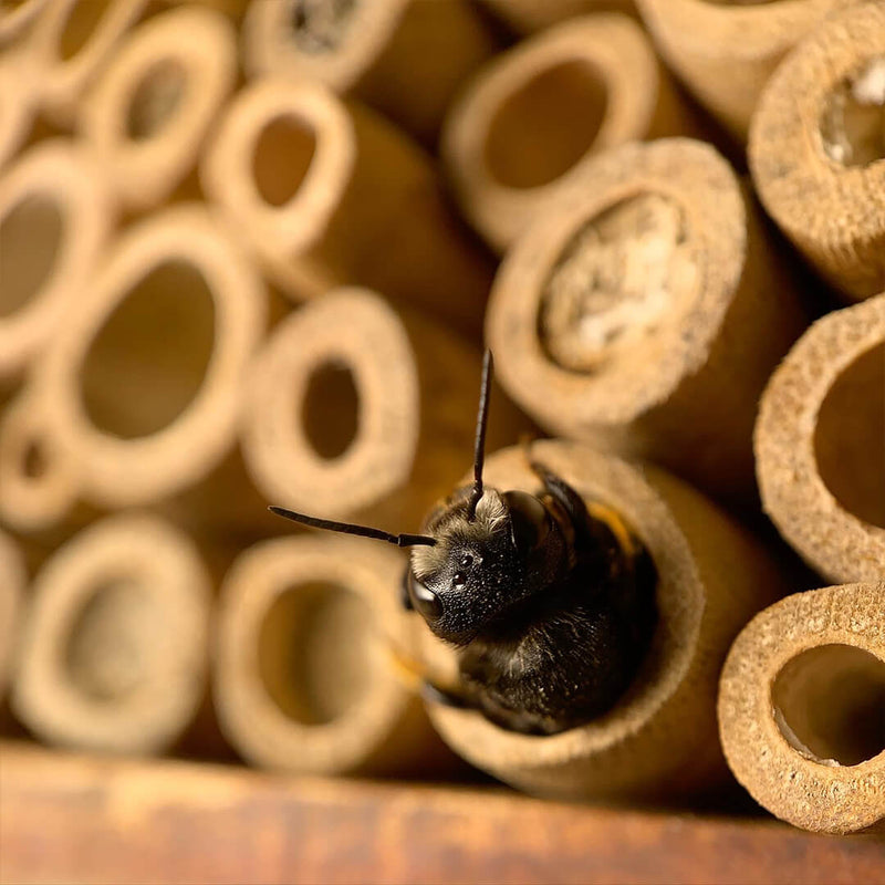 Flow Pollinator House l Flow Hive - Flow Hive US