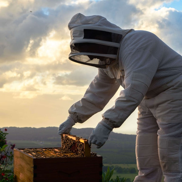 Spring Guide for Experienced Beekeepers - Flow Hive US